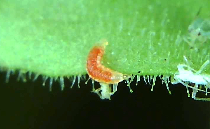 aa-cropped-larva – Full Circle Farm