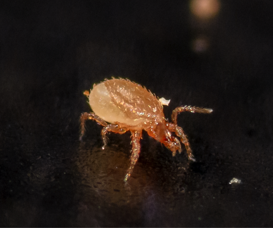 Stratiolaelaps – a MUST HAVE – Full Circle Farm